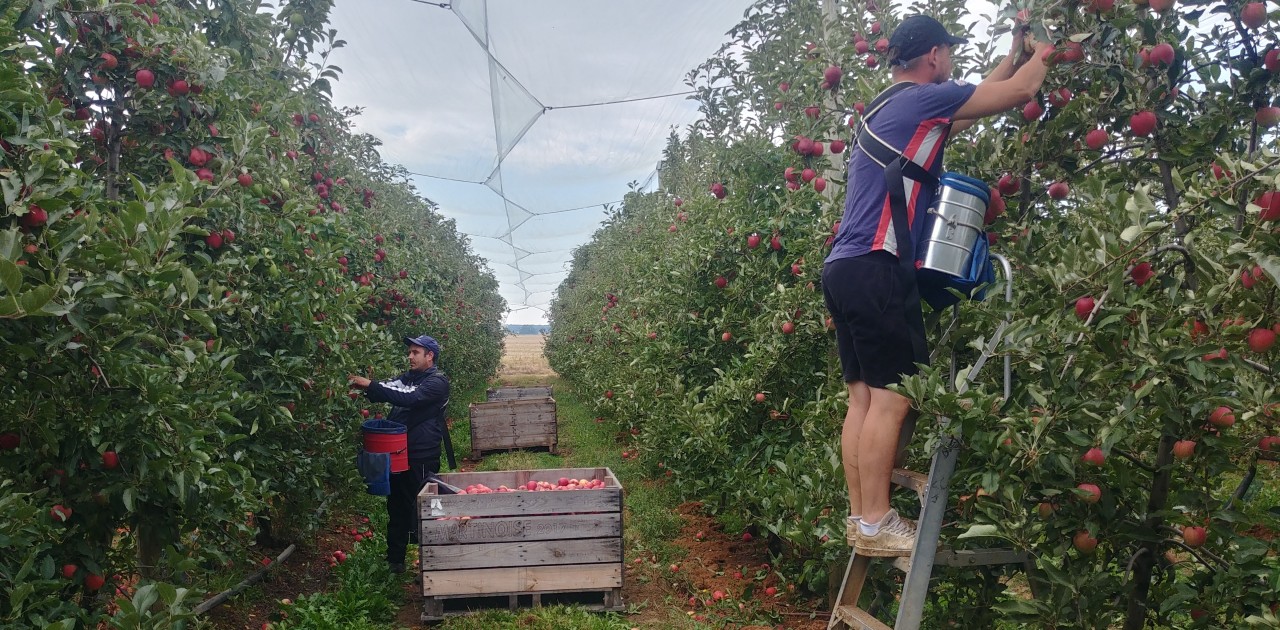 Récolte des pommes : des rendements moyens, mais des fruits de qualité ...